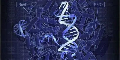 CRISPR Rejiggered to Turn Genes On | The Scientist