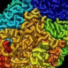 X Chromosome Inactivation | The Scientist