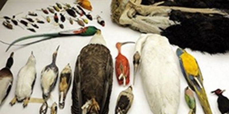 Bird Genomes Abound | The Scientist