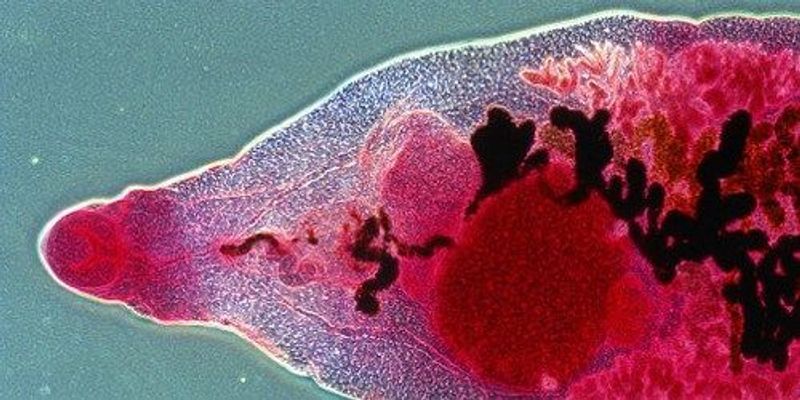 Image of the Day: Furtive Fluke | The Scientist