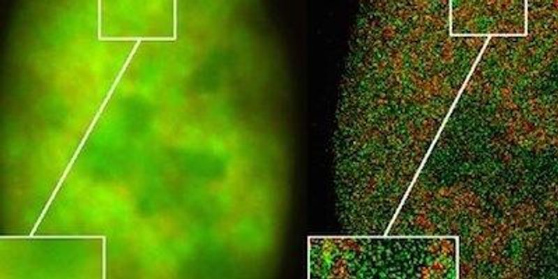 Seeing Inside Cells | The Scientist