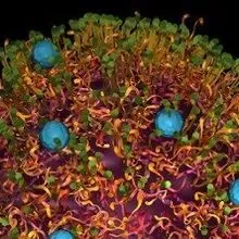 Image of the Day: Precise Particle | The Scientist