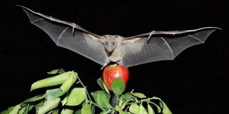 Bat Navigation Revealed | The Scientist