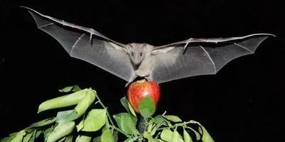 Bat Navigation Revealed | The Scientist