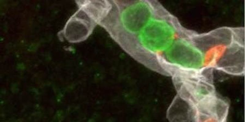 Platelets Fan Inflammation | The Scientist