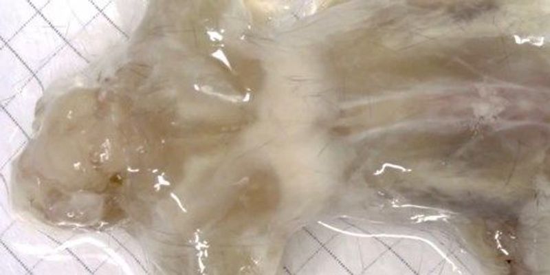 Clearly a Mouse | The Scientist