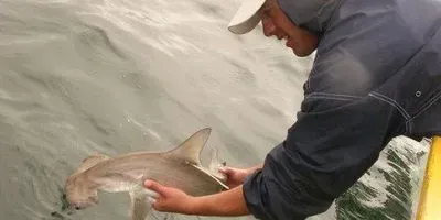 Image of the Day: Marked Shark | The Scientist