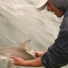 Image of the Day: Marked Shark | The Scientist