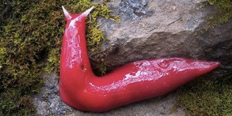 Image of the Day: Pink Slime | The Scientist