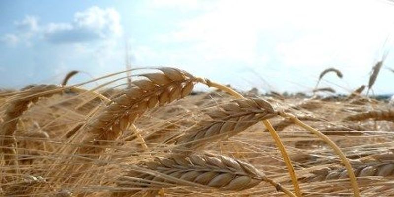 Barley Key to Mankind’s Alpine Incursion | The Scientist