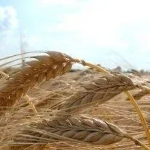 Barley Key to Mankind’s Alpine Incursion | The Scientist