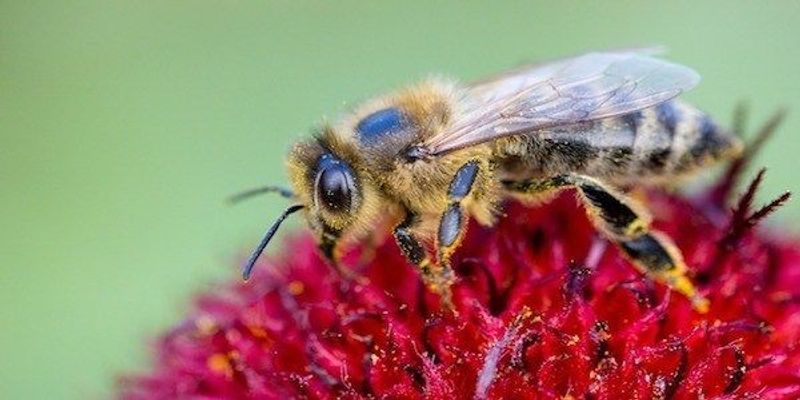 EU States Vote to Ban Neonicotinoids | The Scientist