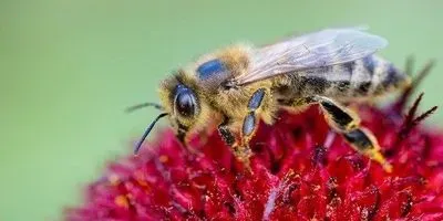 EU States Vote to Ban Neonicotinoids | The Scientist