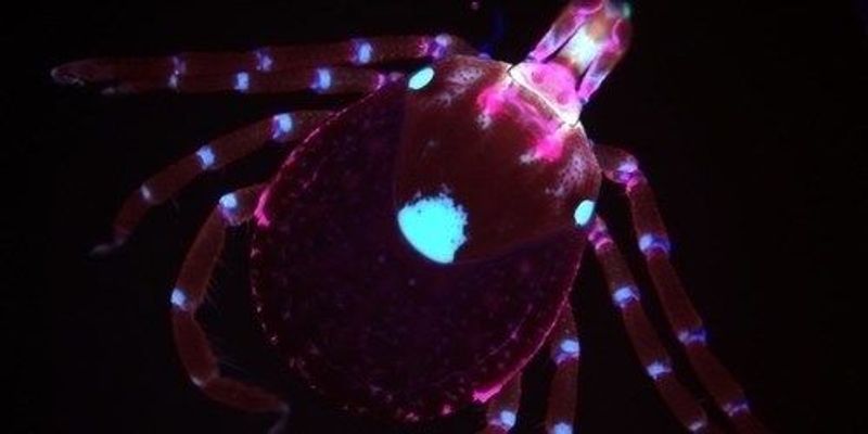Image of the Day: Glowing Tick | The Scientist