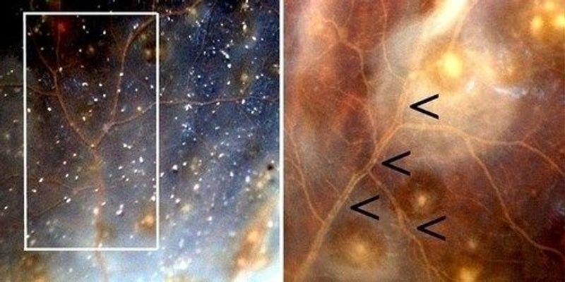 Image of the Day: An Eyeful | The Scientist