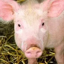 Researchers Succeed in Keeping Disembodied Pig Brains Alive | The Scientist