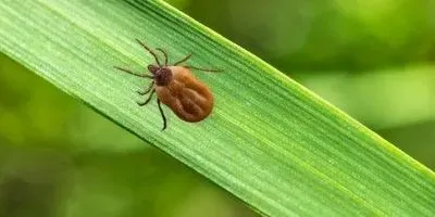 Diseases From Ticks and Mosquitoes Have Tripled | The Scientist