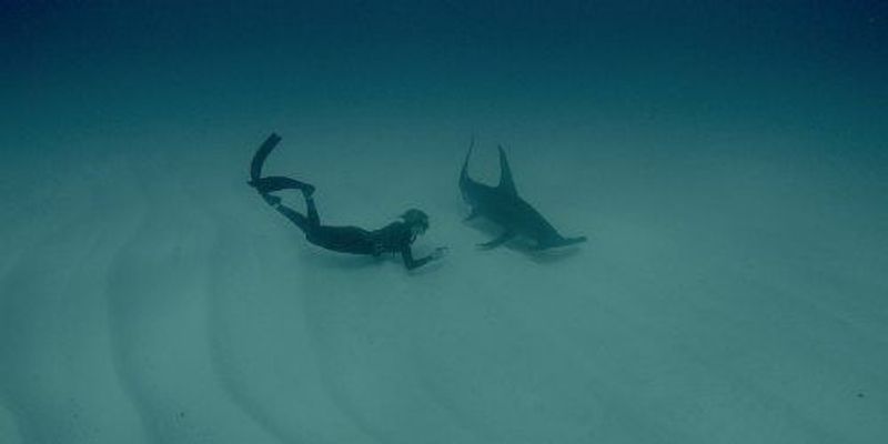 Opinion: How We Found a New Way to Detect “Hidden Sharks” | The Scientist