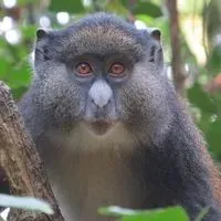 Monkey Hybrids Challenge Assumptions of What a Species Is | The Scientist