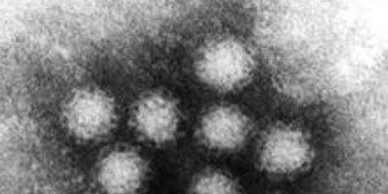 Virus Protects Mouse Gut | The Scientist