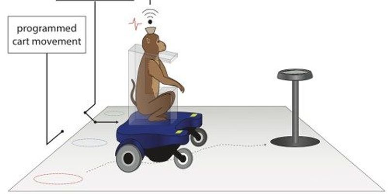 Monkeys Learn to Steer Wheelchair | The Scientist