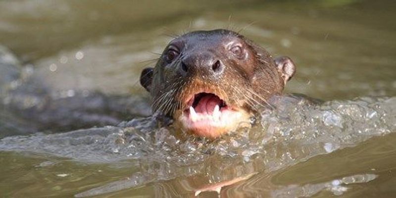Image of the Day: Wordy Weasel | The Scientist Magazine®