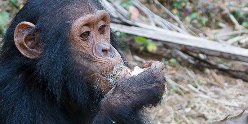 Great Ape Microbiomes | The Scientist