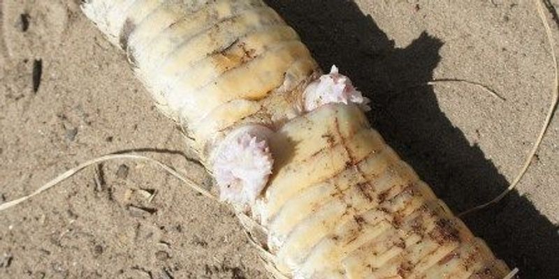 A Tale of Two Genitals | The Scientist