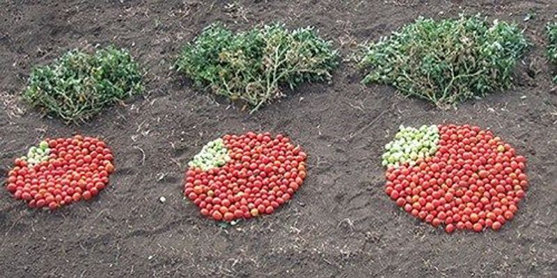 Image of the Day: Hand-Picked Harvest | The Scientist