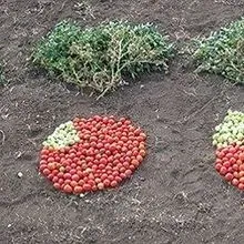 Image of the Day: Hand-Picked Harvest | The Scientist