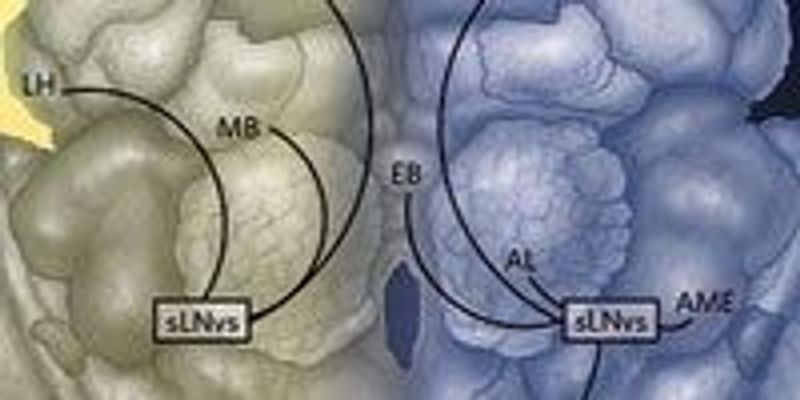 Rhythmic Rewiring | The Scientist