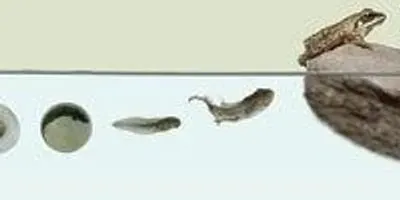 The Ever-Transcendent Cell | The Scientist