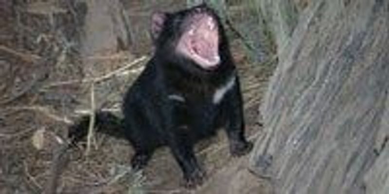 The Devil’s Details | The Scientist