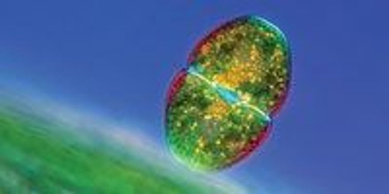 Caught on Camera | The Scientist