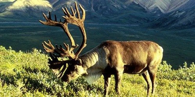 Ancient Plant Virus Found in Caribou Poop | The Scientist