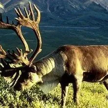 Ancient Plant Virus Found in Caribou Poop | The Scientist