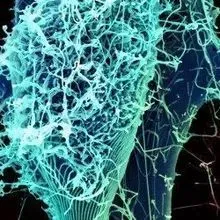Ebola Update | The Scientist
