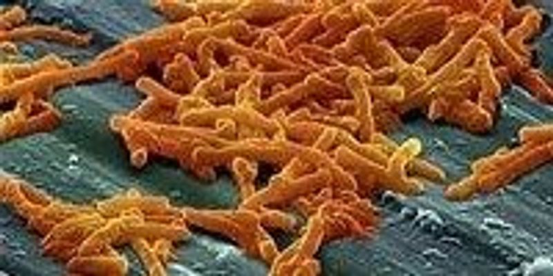 Microbes Fight Chronic Infection | The Scientist