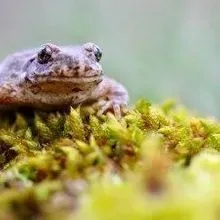 Toads | The Scientist