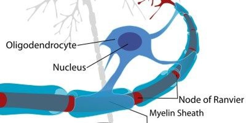 Myelin’s Role in Motor Learning | The Scientist