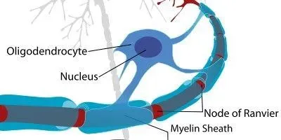 Myelin’s Role in Motor Learning | The Scientist