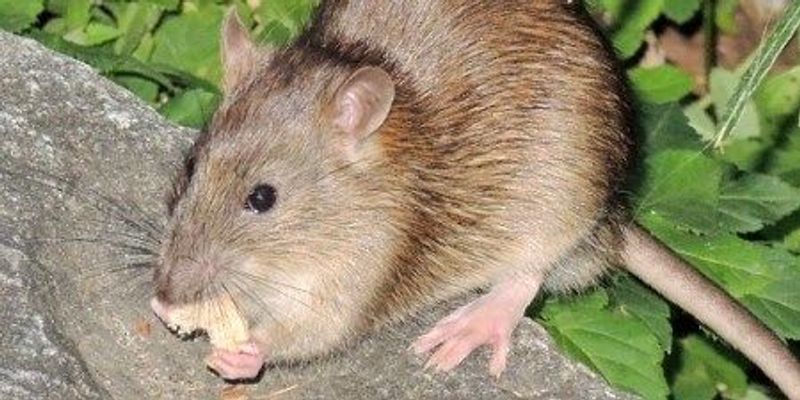 NYC’s Pathogen-Riddled Rats | The Scientist