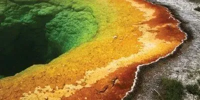 Archaea Family Tree Blossoms, Thanks to Genomics | The Scientist