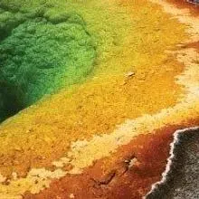 Archaea | The Scientist