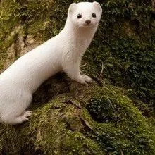 Image of the Day: White Weasel | The Scientist