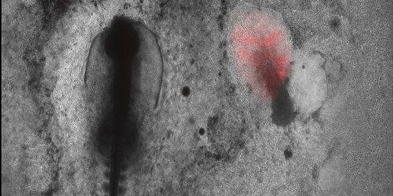 Animals’ Embryonic Organizer Now Discovered in Human Cells | The Scientist