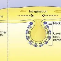 Infographic: Caveolae Form and Function | The Scientist