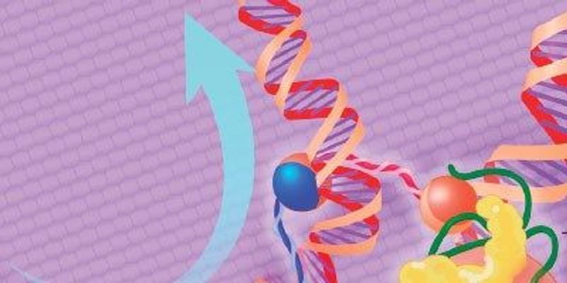 Infographic: Packing DNA | The Scientist