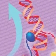 Infographic | The Scientist