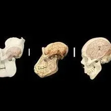 Human-Specific Genes Implicated in Brain Size | The Scientist